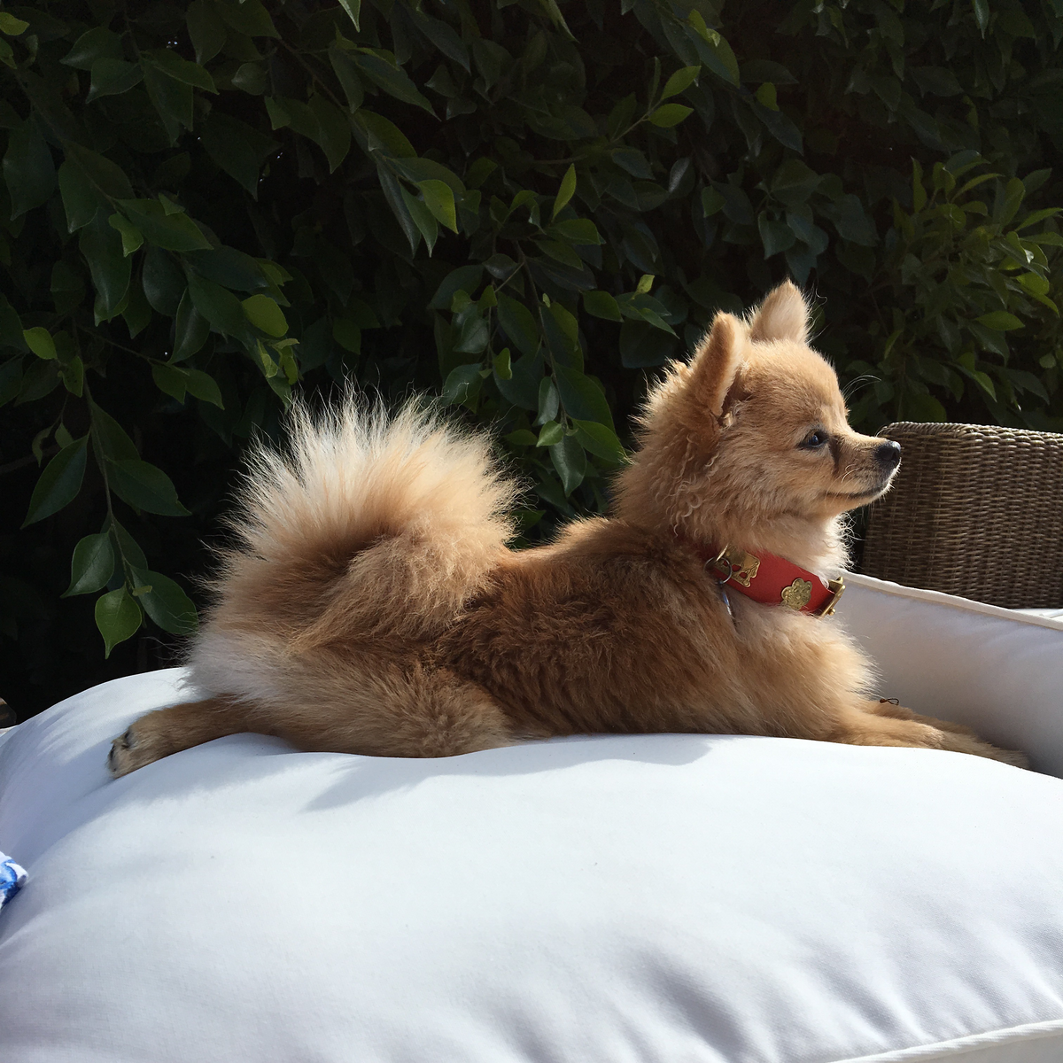 Alpen Pet – Alpen Schatz