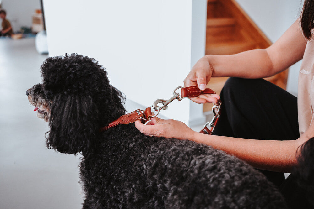 HUNTER GmbH "UP" Round & Soft Training Collars made in Germany – Alpen ...