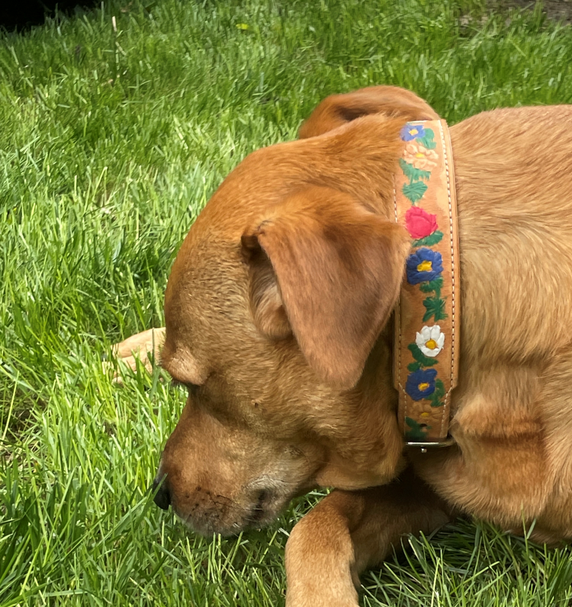Alpina Swiss Dog Collar – Alpen Schatz